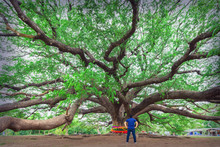 Giant Acacia Tree In Yard Of Fort Free Stock Photo - Public Domain Pictures