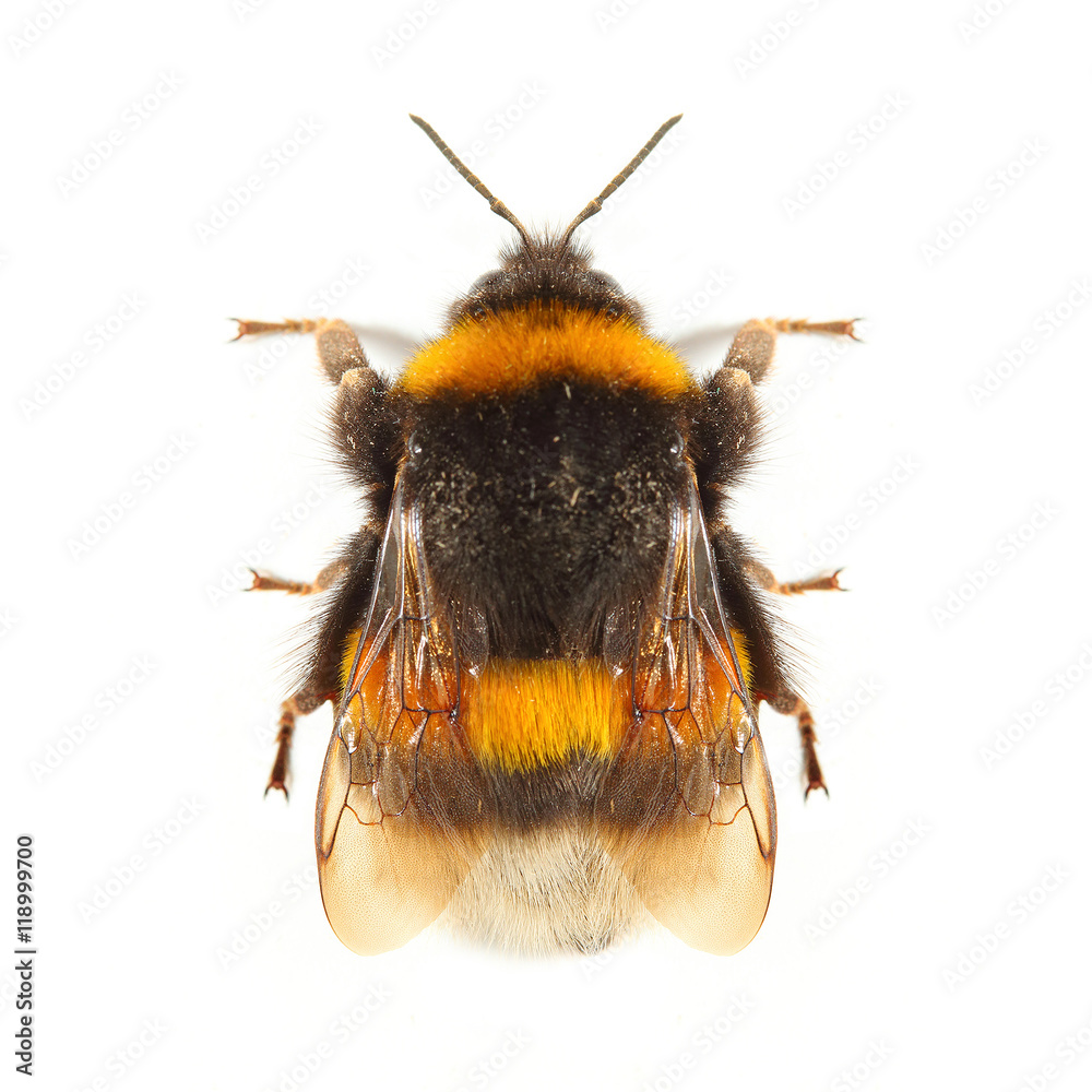 The Bumblebee or Bumble Bee (Bombus terrestris) is important pollinator ...