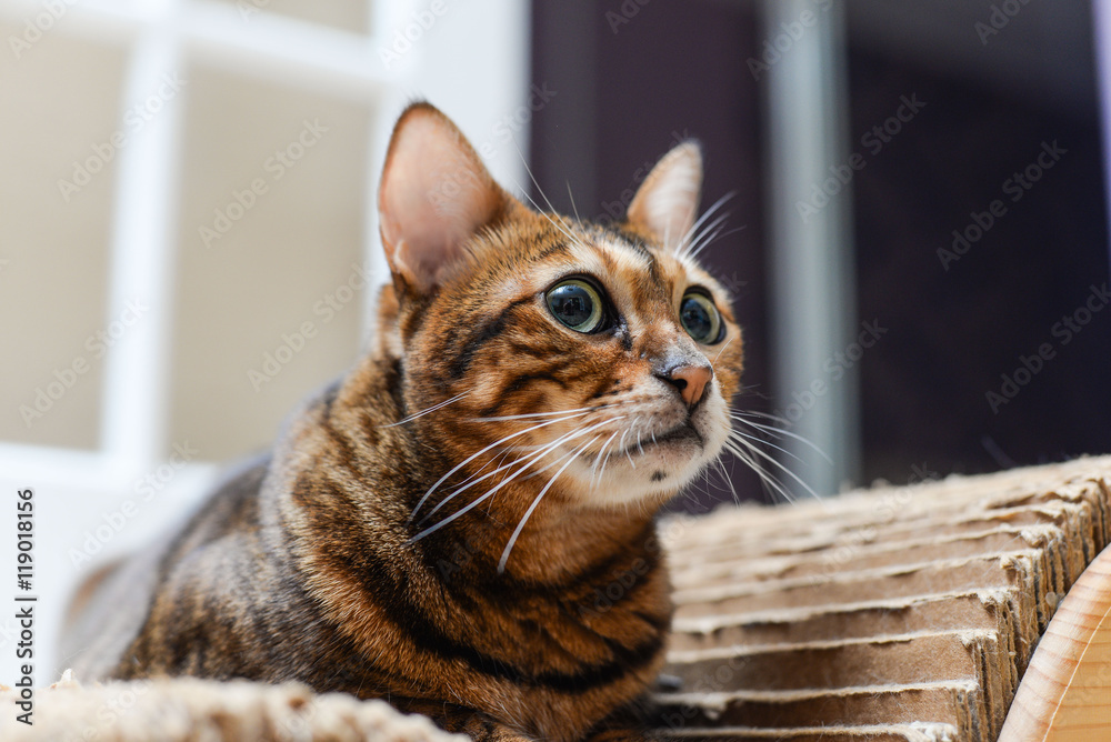 Savannah wild cat walking and hunting in desert Stock Photo | Adobe Stock