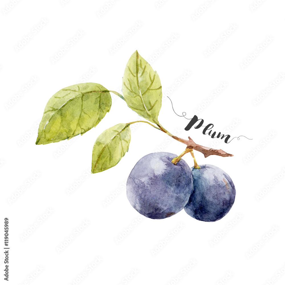 Watercolor hand drawn plum Stock Vector | Adobe Stock