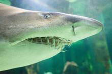 Bull Shark Face Free Stock Photo - Public Domain Pictures