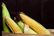 Fresh Unhusked Corn Free Stock Photo - Public Domain Pictures