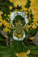 Polar Inversion Free Stock Photo - Public Domain Pictures