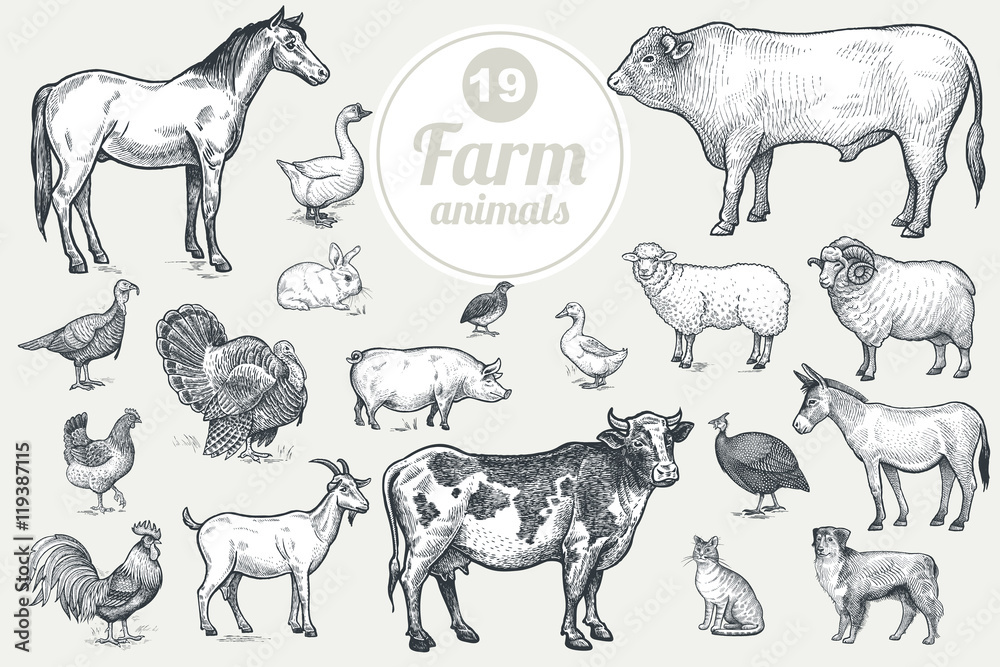 Farm animals. Goat, cow, horse, sheep, pig, bull, sheep, donkey, dog ...