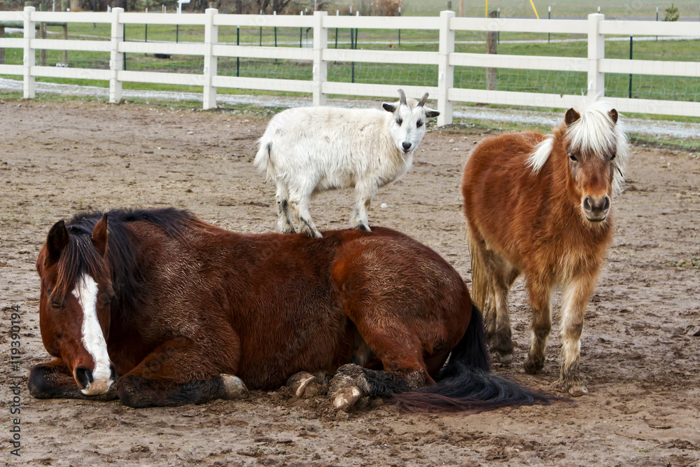 Horse And Pygmy Goats
