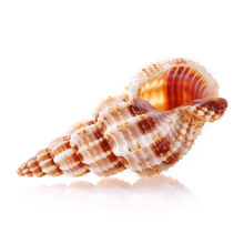 Sea Shell Free Stock Photo - Public Domain Pictures