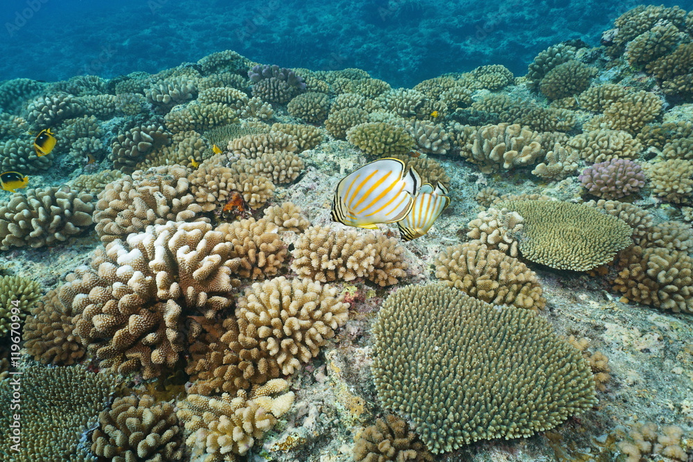 Underwater corals with ornate butterflyfish on the ocean floor, upper ...
