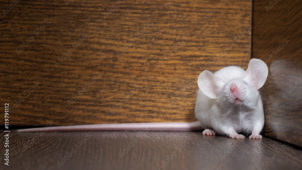 Funny White Mouse