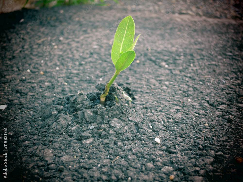 A young plant growing through concrete pavement. Stock Photo | Adobe Stock