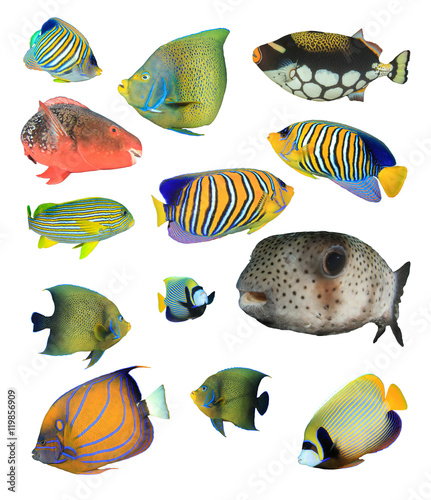 Fish. Tropical fish isolated. Reef fish on white background. Marine ...