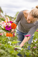 Woman, Flowers, Picking Flowers Free Stock Photo - Public Domain Pictures