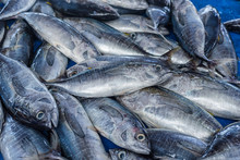 Tuna Free Stock Photo - Public Domain Pictures
