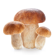 White Bolete Mushroom Free Stock Photo - Public Domain Pictures