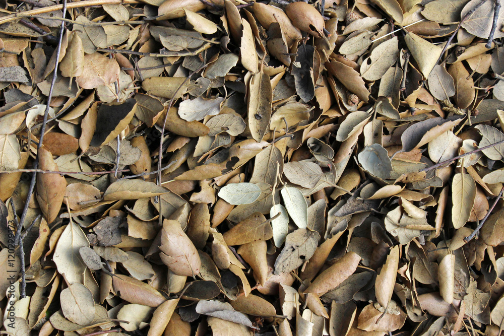 Foto de Stock Textura de hojas secas | Adobe Stock