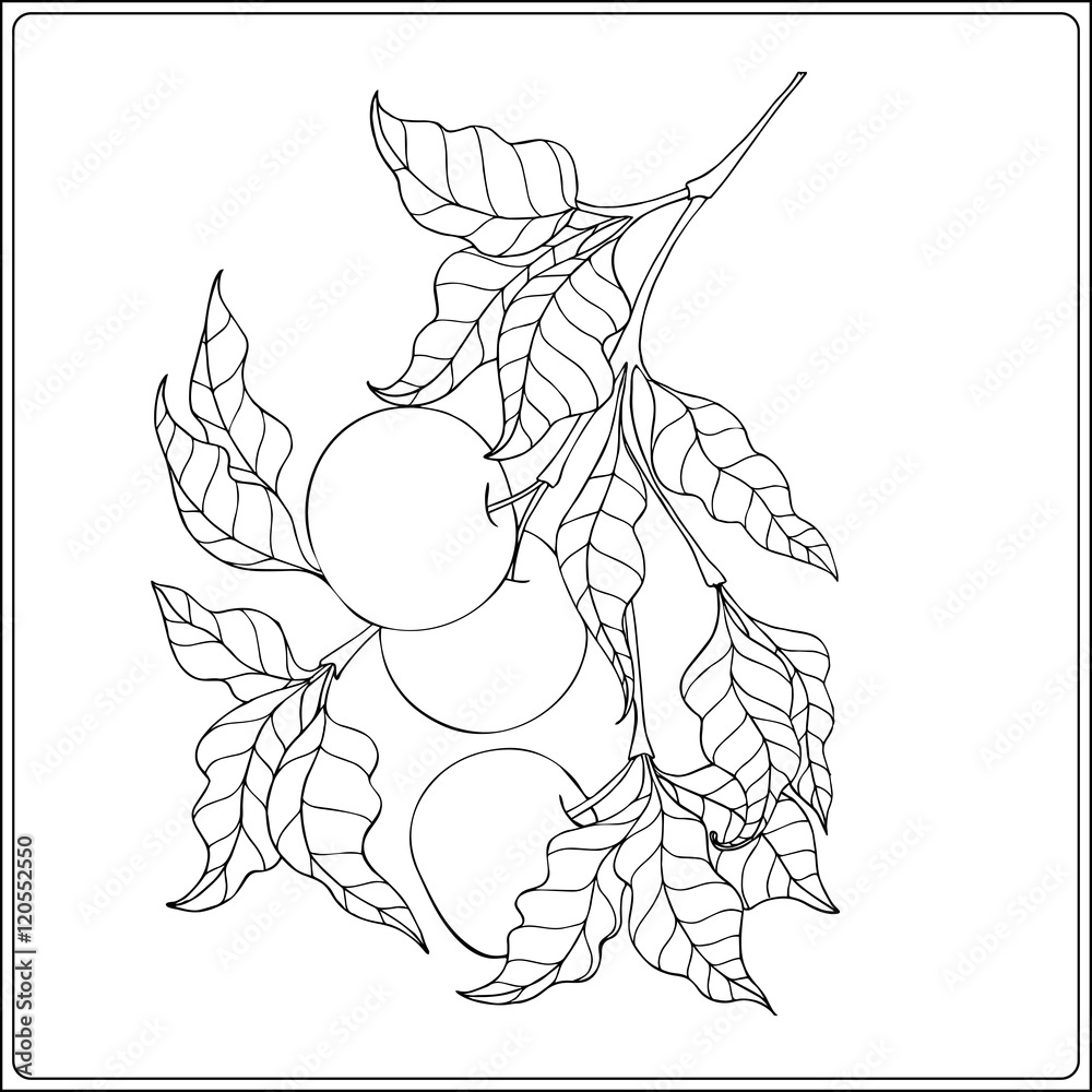 Vintage decorative apple tree. Outline drawing/ Vector illustration ...