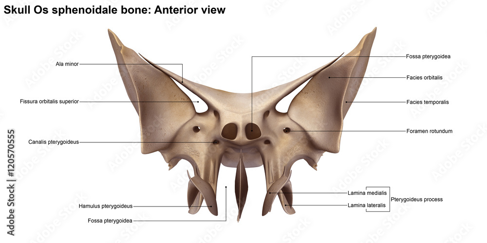 Skull Os sphenoidale bone_Anterior view Stock Photo | Adobe Stock