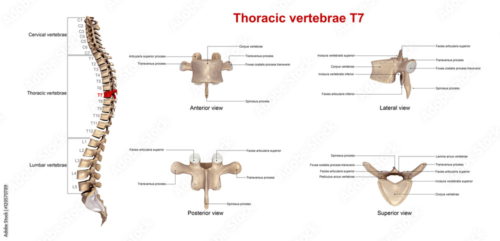 Thoracic vertebrae T7_With Lables Stock Illustration | Adobe Stock
