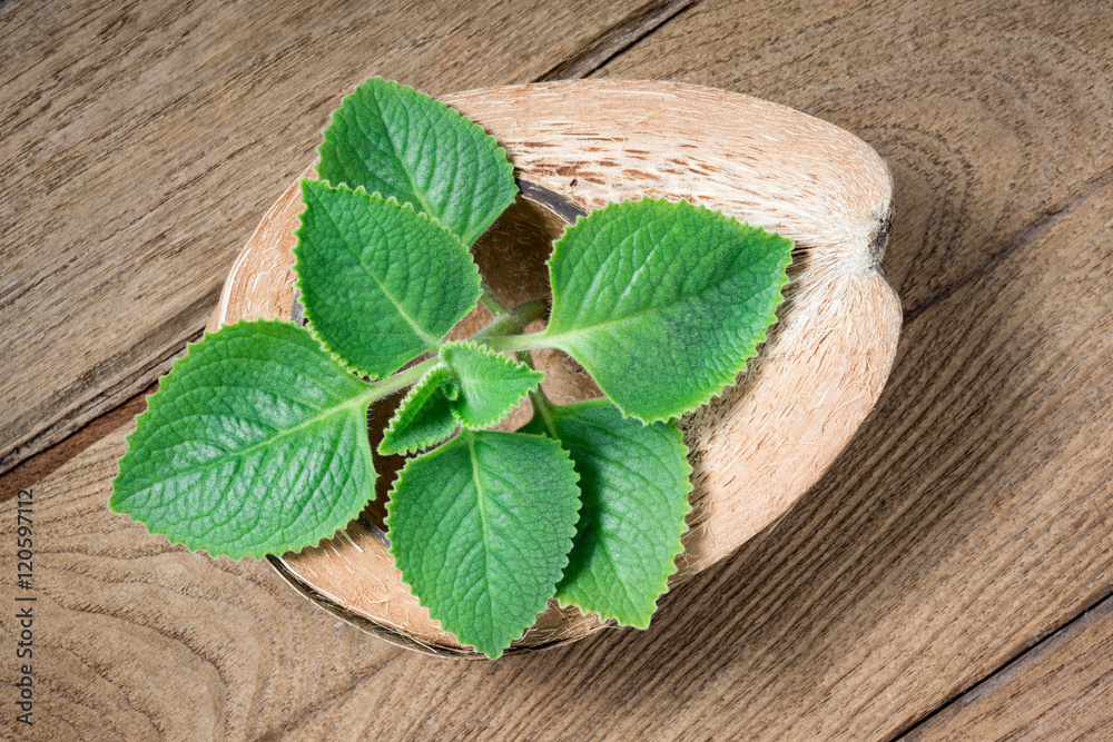 Foto de Stock Indian borage, Country borage ( Plectranthus amboinicus ...