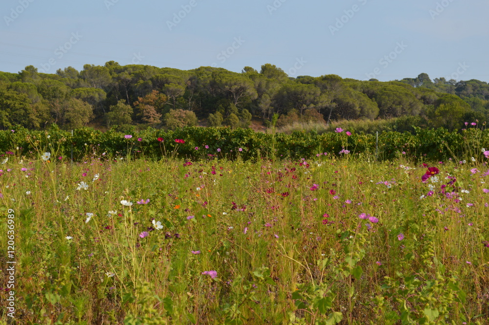 Foto de Stock Pré fleuri | Adobe Stock