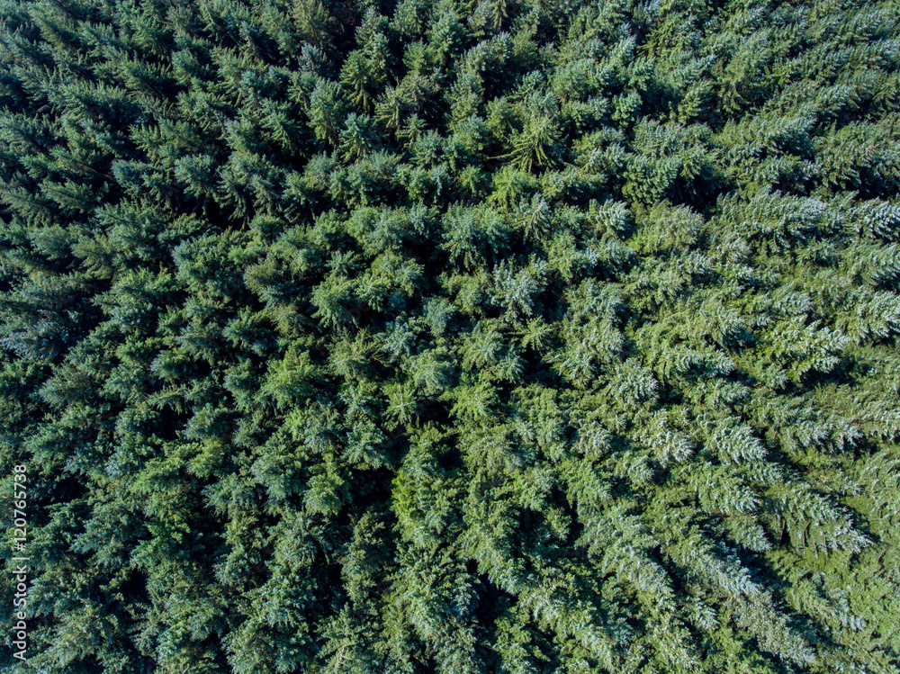 Green spruce forest from the above Stock Photo | Adobe Stock