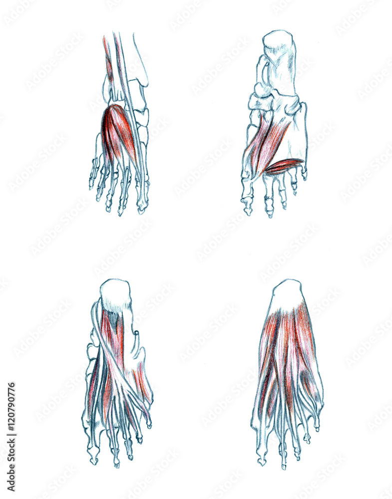 Hand drawn medical illustration drawing with imitation of lithography ...