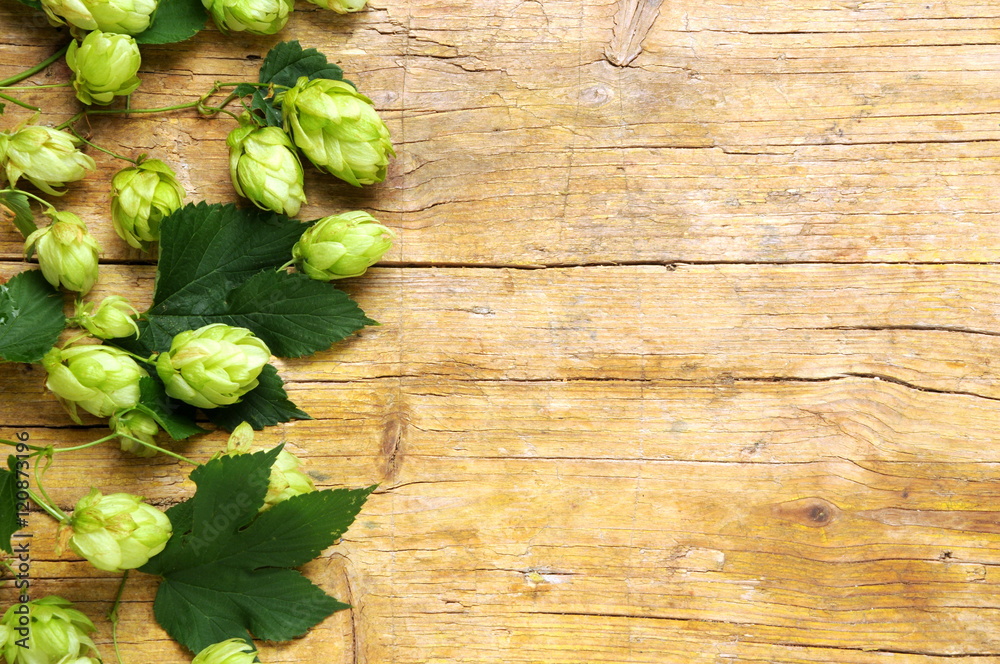 Humulus lupulus Common hop Lúpulo 蛇麻 Luppolo Хмель обыкновенный Hmelj ...