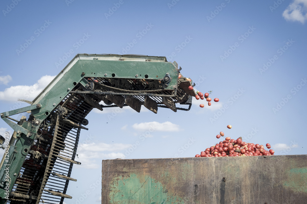 Photo Stock Cosecha, limpieza y selección de tomate en el campo ...