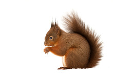 Red Squirrel Free Stock Photo - Public Domain Pictures