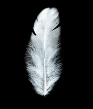 Plume Free Stock Photo - Public Domain Pictures