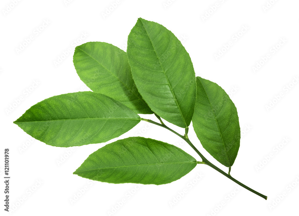 Lemon leaf isolated on white background Stock Photo | Adobe Stock