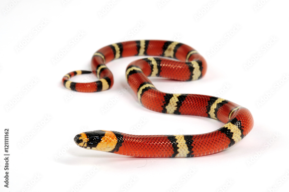 Lampropeltis Triangulum Nelsoni