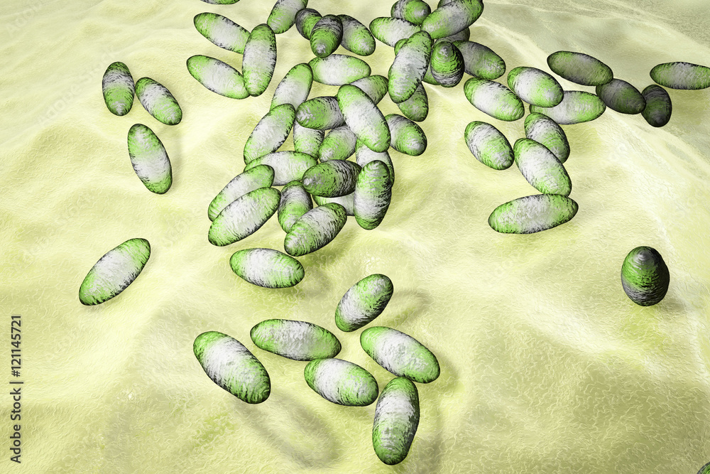 Plague bacteria Yersinia pestis, 3D illustration. Gram-negative ...