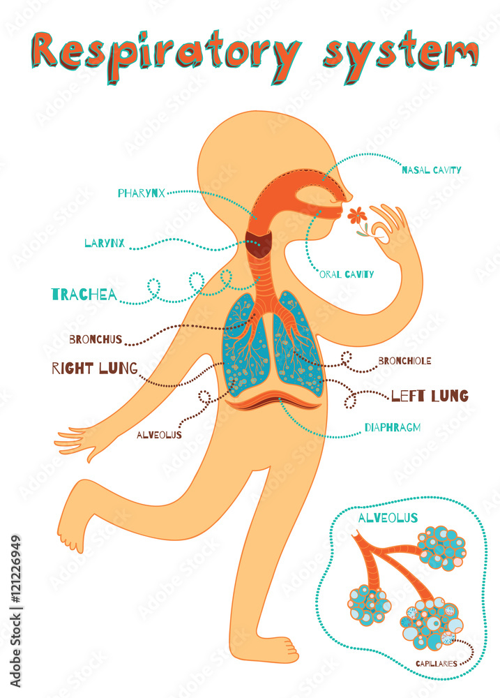 vector cartoon illustration of human respiratory system for kids Stock ...