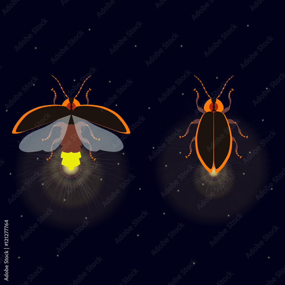 Firefly bug with open and closed wings on dark background. Bug glowworm ...