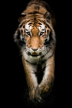 Tiger On The Prowl Free Stock Photo - Public Domain Pictures