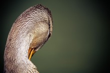 Duck Chest Free Stock Photo - Public Domain Pictures