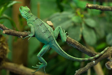 Basilisk 1 Free Stock Photo - Public Domain Pictures