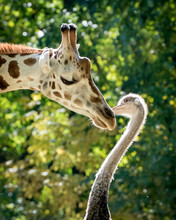 Giraffe And Ostrich Free Stock Photo - Public Domain Pictures