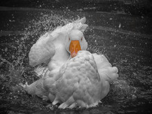 Dancing Goose 2 Free Stock Photo - Public Domain Pictures