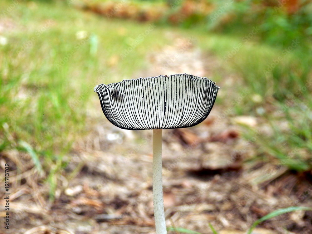 Pleated Inkcap (Parasola plicatilis) sometimes known as the Little ...