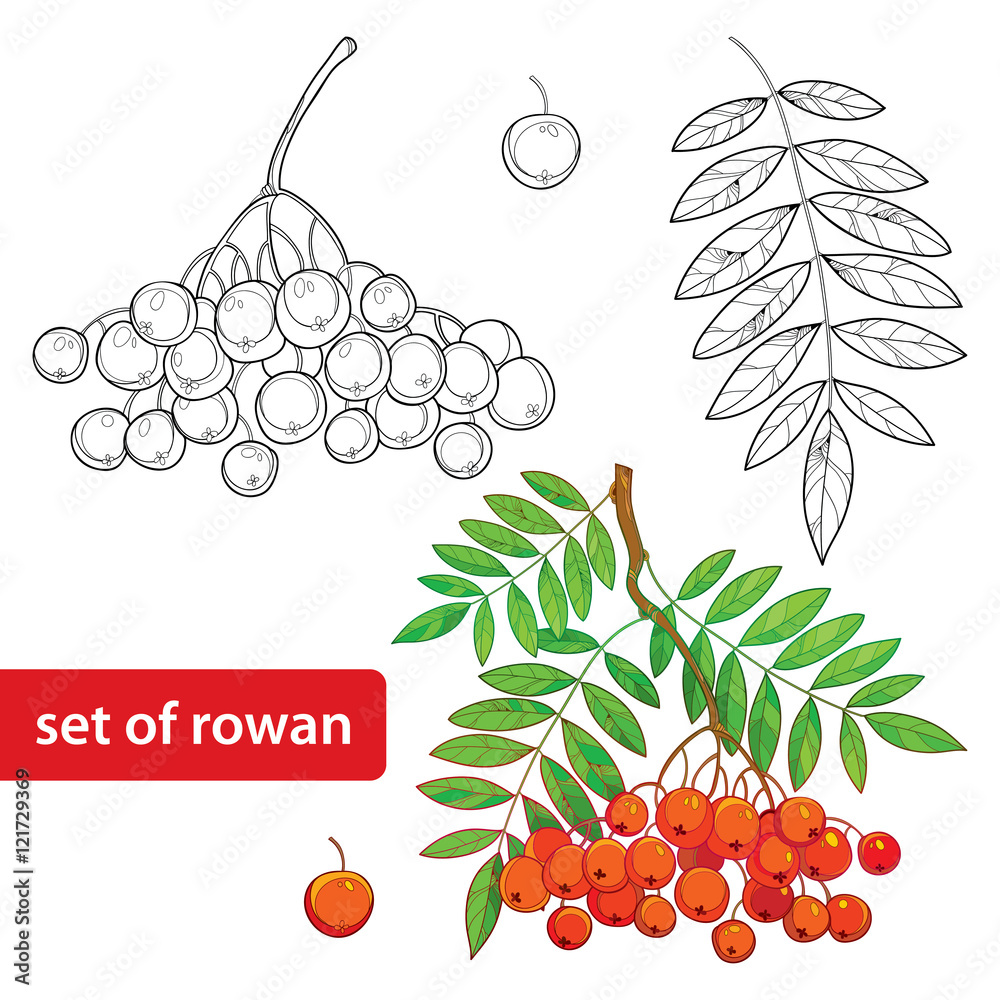 Vector set with outline Rowan or Rowanberry, bunch, leaves and berry ...