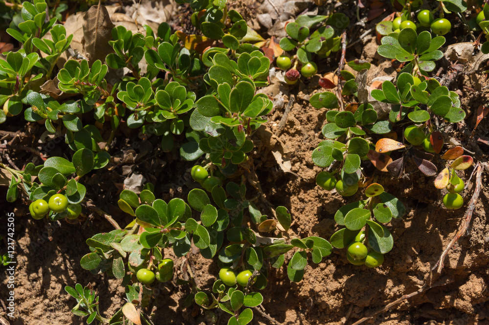 Planta de Gayuba Uva Ursi con los Frutos Verdes Stock Photo | Adobe Stock
