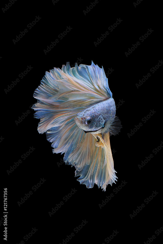 Isolated white and blue fighting fish on the black background. Stock ...