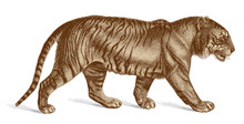 Tiger Vintage Illustration Free Stock Photo - Public Domain Pictures