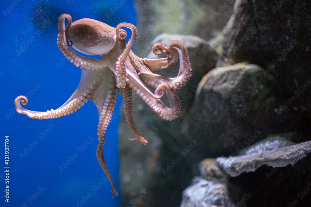 octopus underwater close up portrait while hunting Stock Photo | Adobe ...