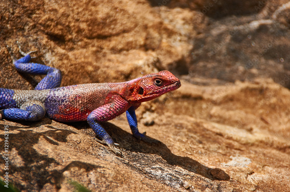 African Rainbow Agama Lizard close-up. Also known as common agama or ...