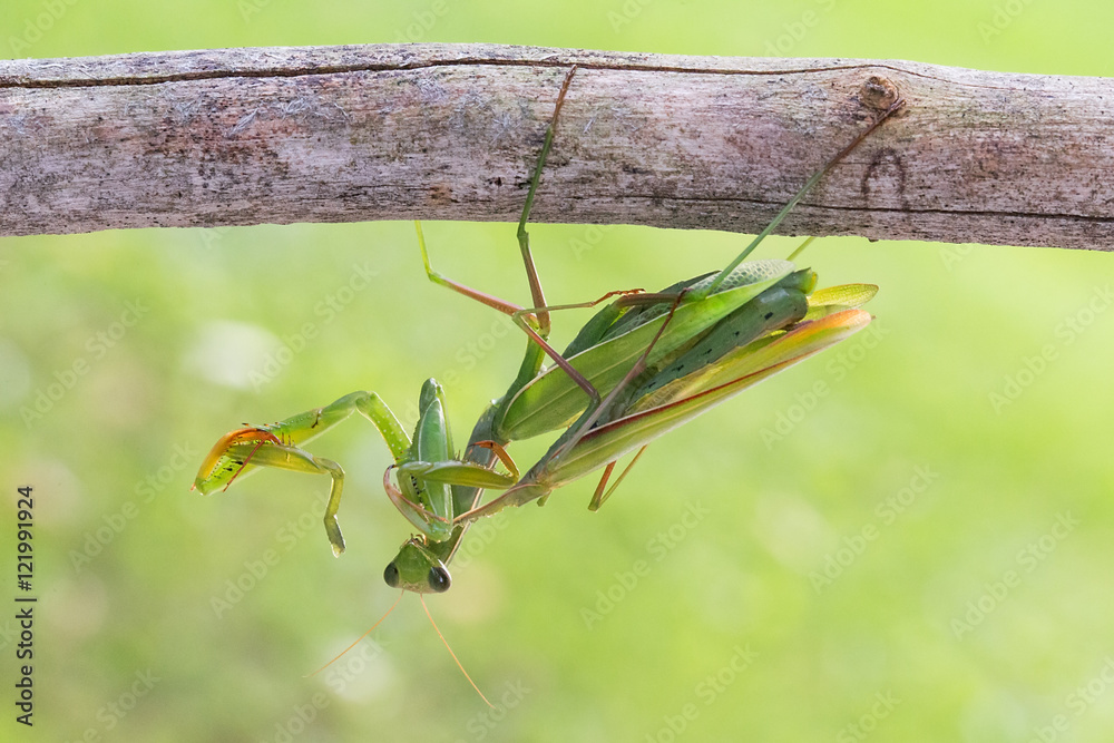 Praying mantis - female after mating eat male Stock Photo | Adobe Stock
