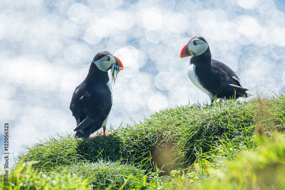 Flying puffin. Atlantic Puffin, Fratercula artica, artic black and ...
