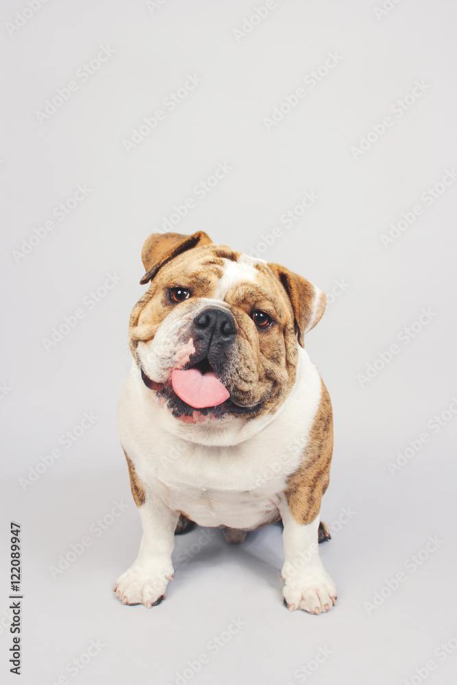 happy smiling english bulldog dog Stock Photo | Adobe Stock