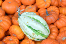 Large Bumpy Orange Pumpkin Free Stock Photo - Public Domain Pictures